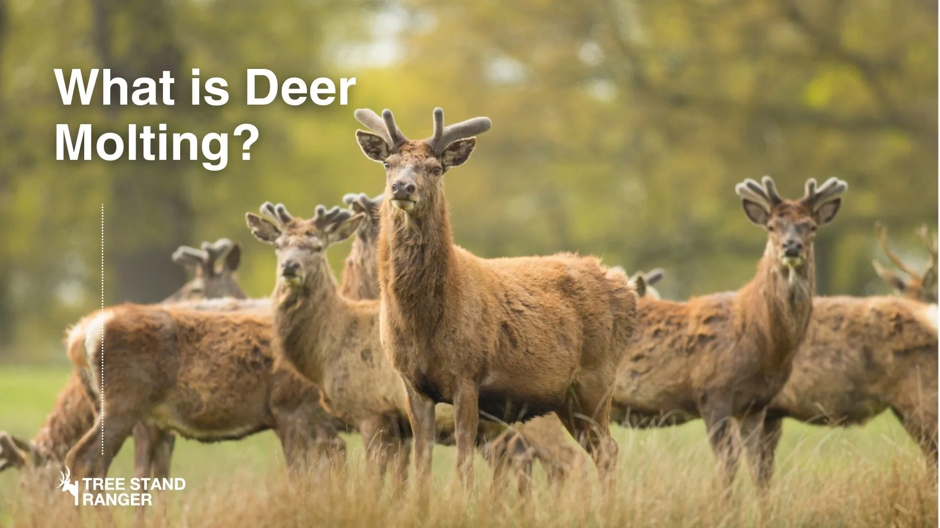 What is Deer Molting? Why & How It Happens