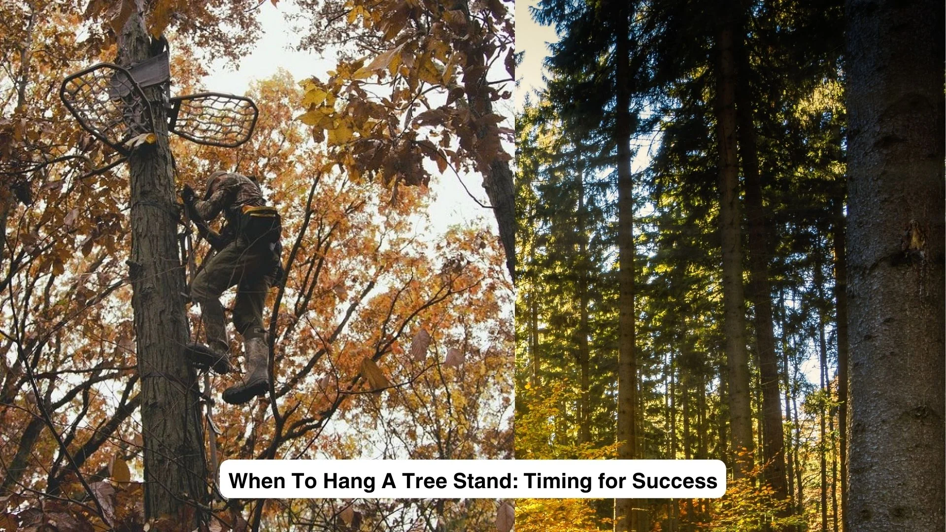 When To Hang A Tree Stand?